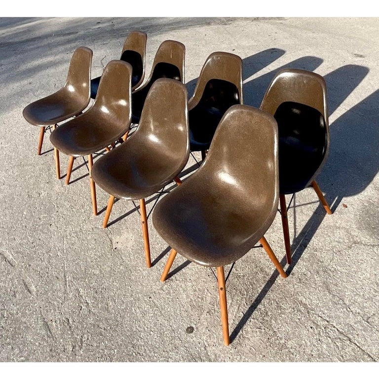 Midcentury Herman Miller DFSW Shell Dining Chairs, Set of 8 at 1stDibs