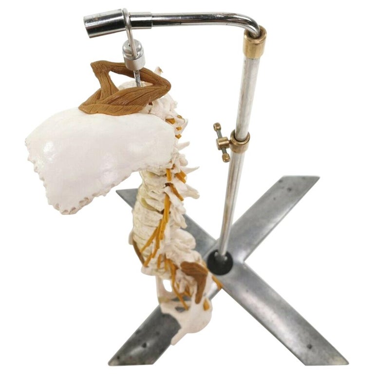 Midcentury Hospital Doctor's Teaching Aid Human Skeleton Spine Medical ...