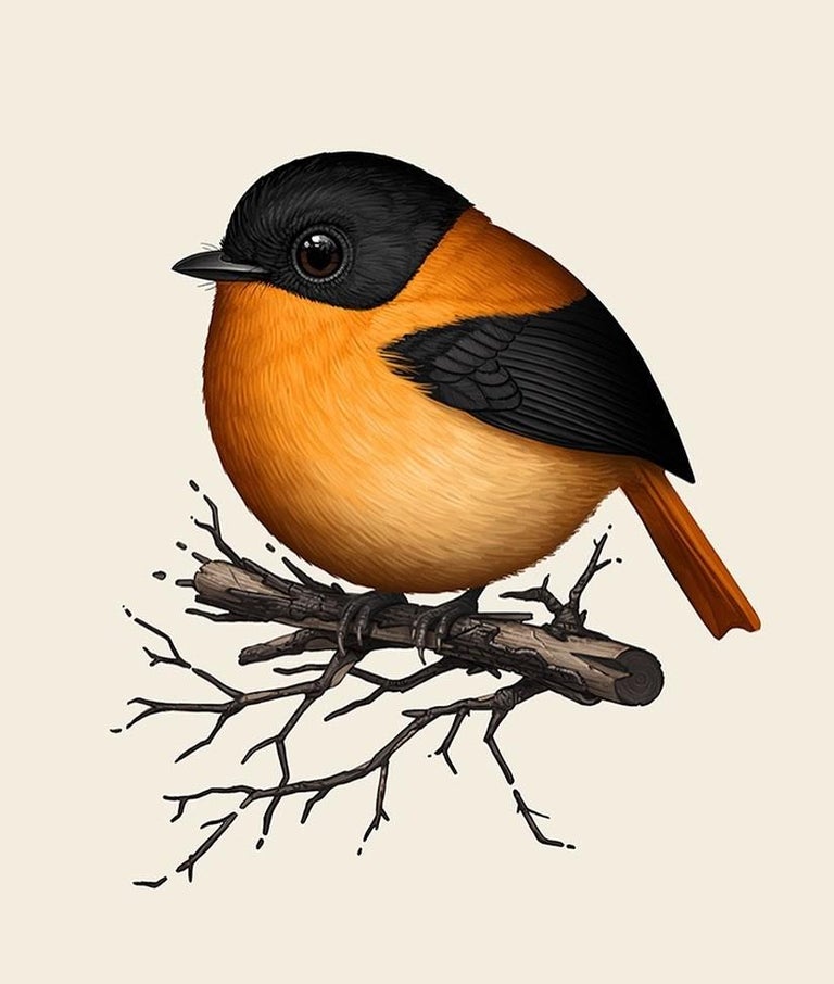 Mike Mitchell - Mike Mitchell - Black-and-Orange Flycatcher ...