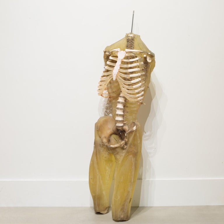 Military Anatomy Class Resin Skeleton, circa 1970 For Sale at 1stdibs