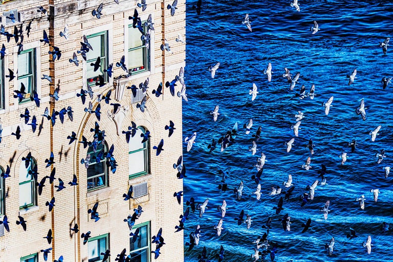 Mitchell Funk - Birds in Flight over Manhattan - Minimalist Photography ...