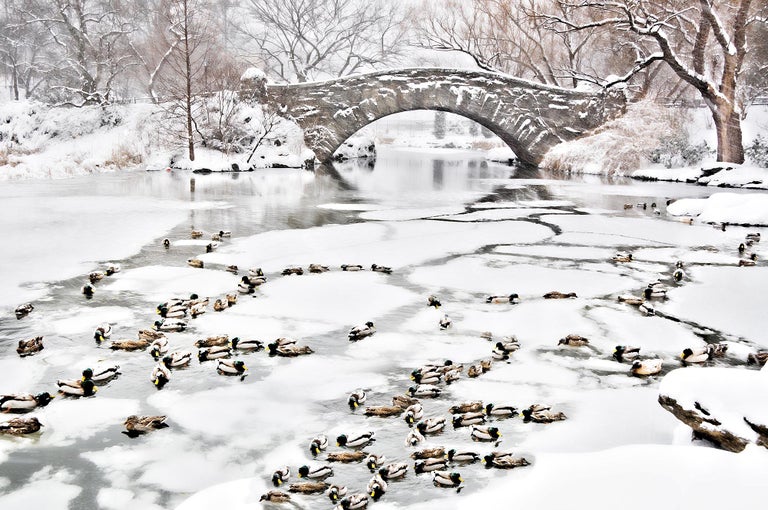 Mitchell Funk - Ducks In Frozen Pond In Snowy Central Park, New York ...