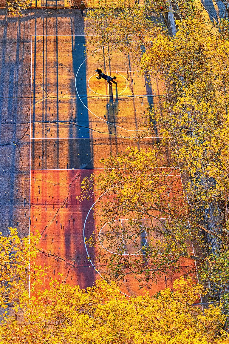 Mitchell Funk - Jumping Poodle Dog in Golden Amber Morning Light For ...