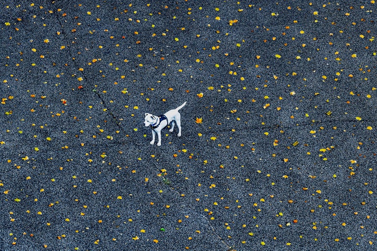 Mitchell Funk - Manhattan White Dog among Autumn Leaves , Minimalism ...