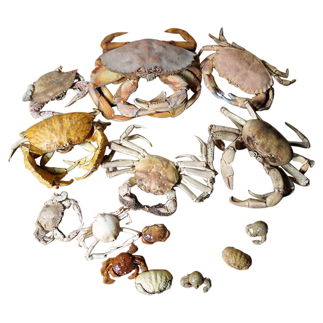 Mixed Collection of 20thC Preserved Crab Specimens at 1stDibs