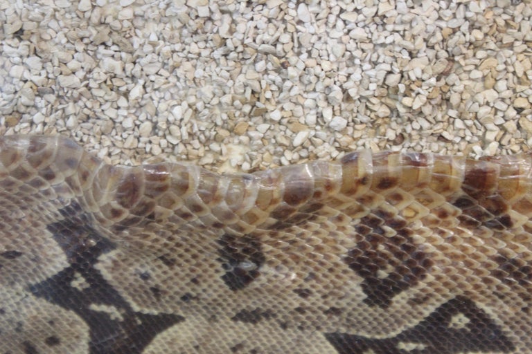 Modern Framed Snakeskin Shadowbox For Sale at 1stDibs | framed snake ...