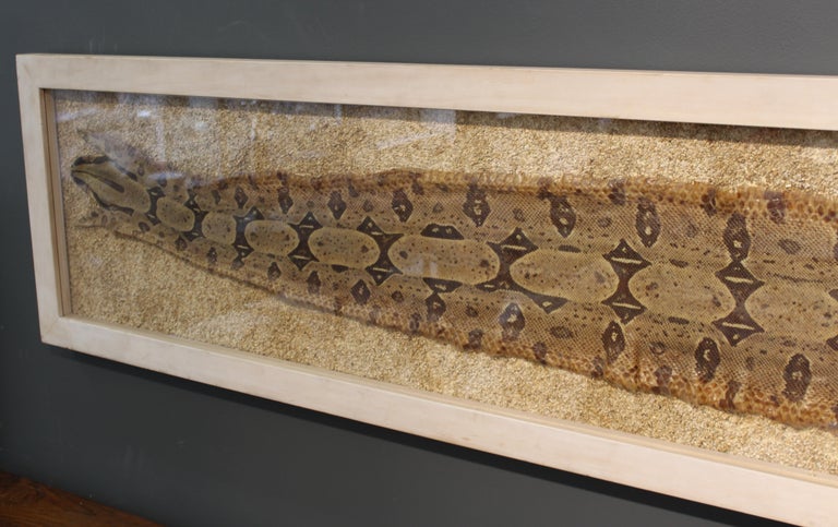 Modern Framed Snakeskin Shadowbox For Sale at 1stDibs | framed snake ...