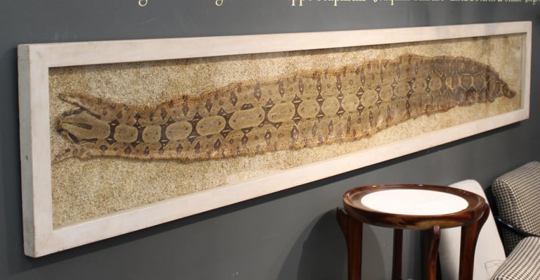 Modern Framed Snakeskin Shadowbox For Sale at 1stDibs | framed snake ...