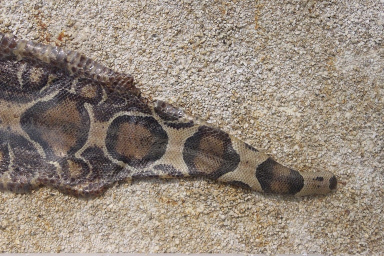 Modern Framed Snakeskin Shadowbox For Sale at 1stDibs | framed snake ...