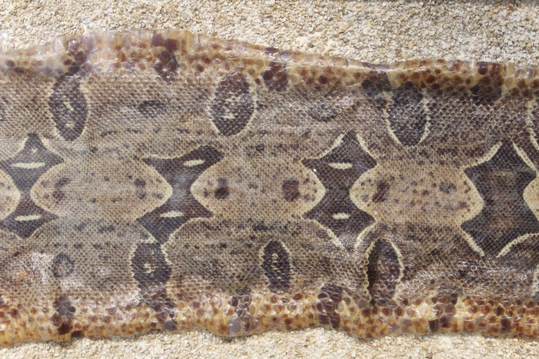 Modern Framed Snakeskin Shadowbox For Sale at 1stDibs | framed snake ...