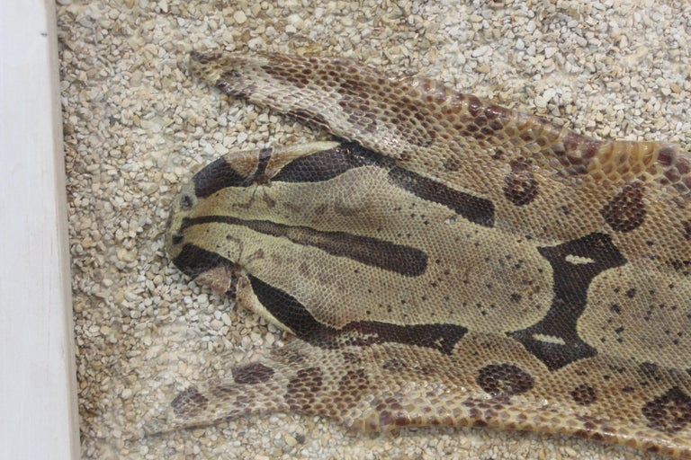 Modern Framed Snakeskin Shadowbox For Sale at 1stDibs | framed snake ...