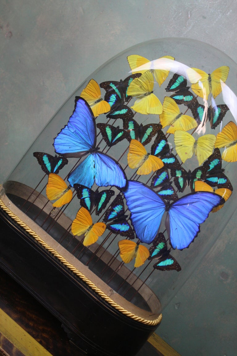 Modern Taxidermy Butterflies under 19th Century Dome on Ebonized and ...