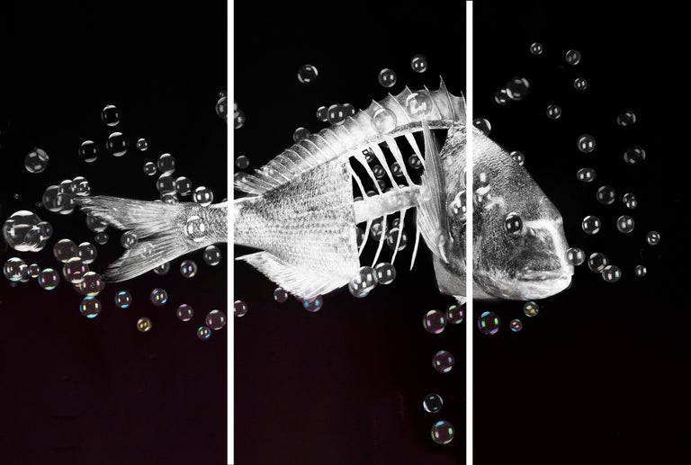Monica Silva - The Fish that new too much (Triptych) For Sale at 1stDibs