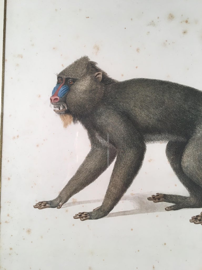 Monkey Print, J.B. Audebert, circa 1800 at 1stDibs