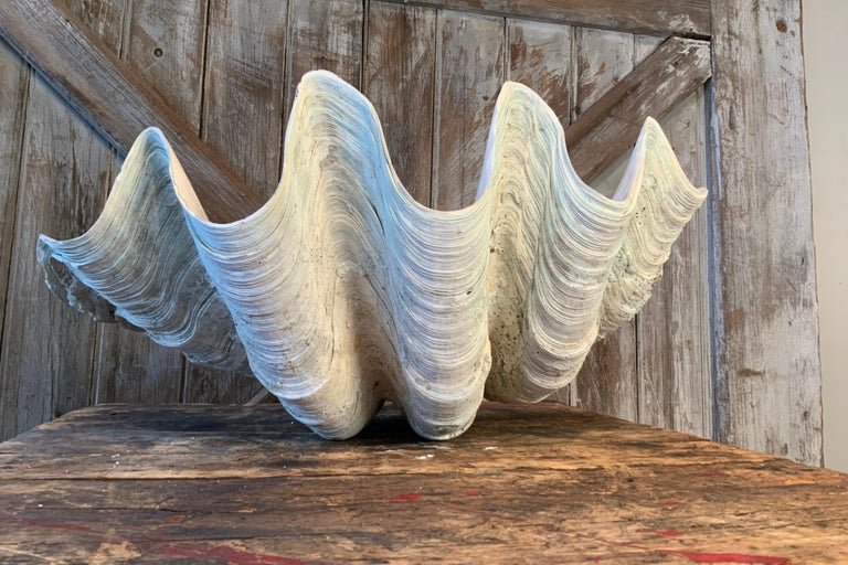 Monumental Deep Ocean Natural Clamshell at 1stDibs
