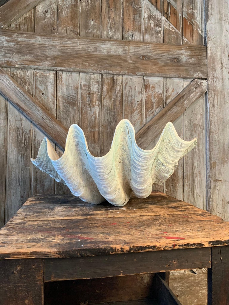 Monumental Deep Ocean Natural Clamshell at 1stDibs
