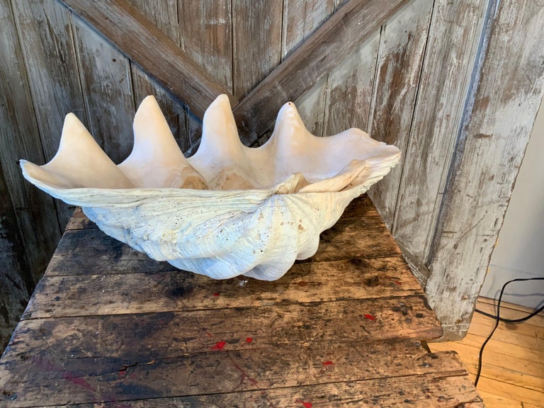 Monumental Deep Ocean Natural Clamshell at 1stDibs