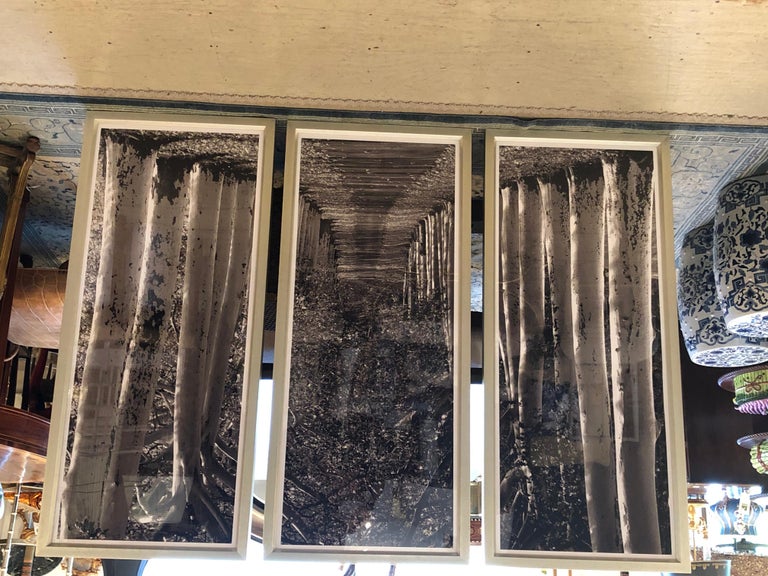 Monumental Striking 3 Panel Triptych Photograph of Birch Trees at 1stDibs
