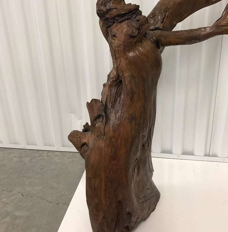 Vintage Tall Natural Driftwood Tree Branch Sculpture at 1stDibs