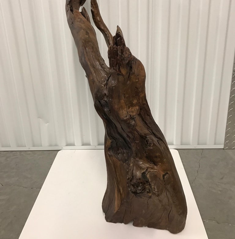 Vintage Tall Natural Driftwood Tree Branch Sculpture at 1stDibs