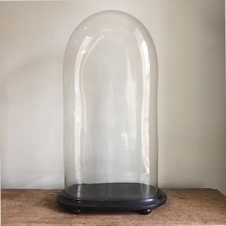 Monumental Victorian Glass Display Dome on an Ebonized Base at 1stDibs