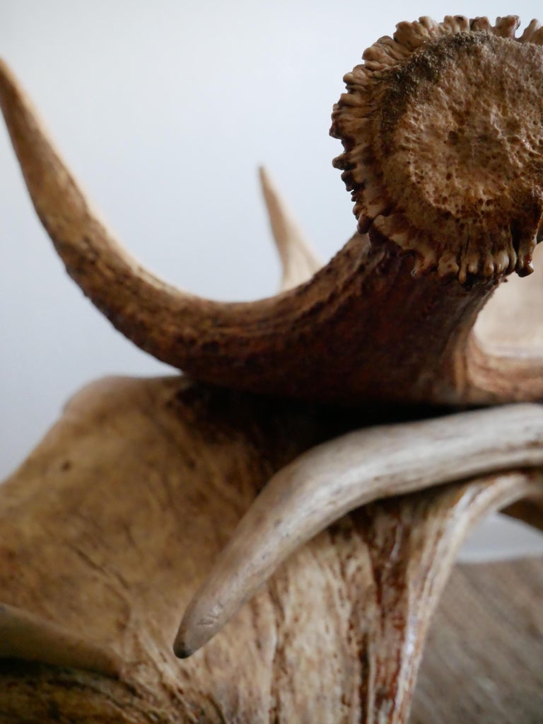 Moose Horn Stool at 1stDibs