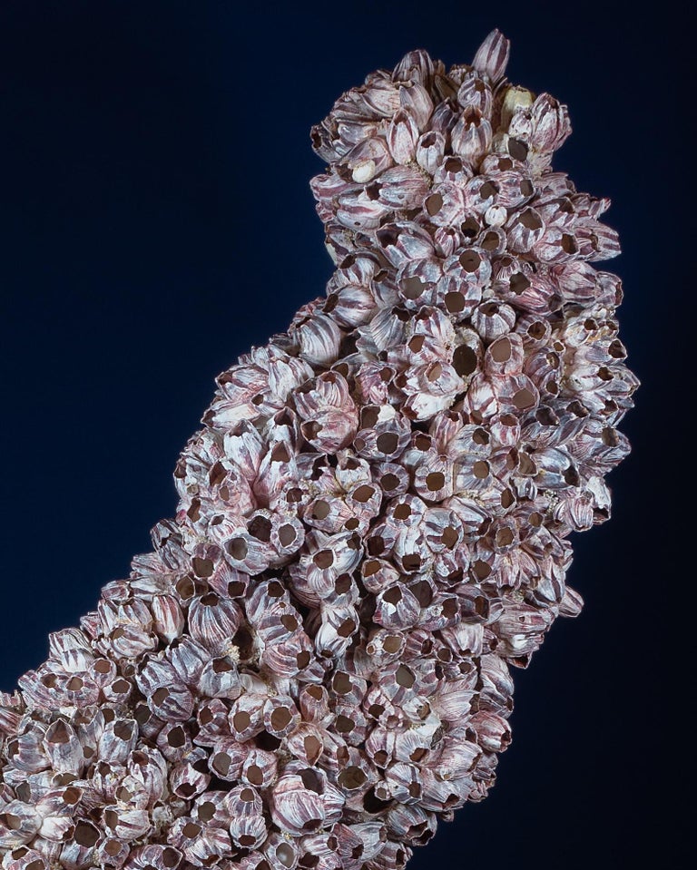 Morning Glory, Unique Free-Standing Barnacle Sculpture by Shellman ...