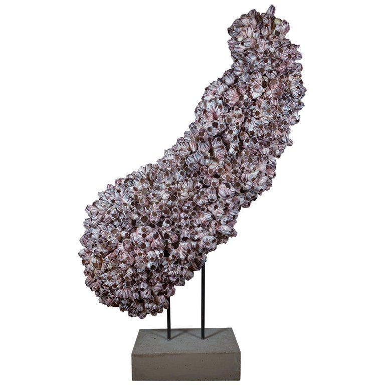 Morning Glory, Unique Free-Standing Barnacle Sculpture by Shellman ...
