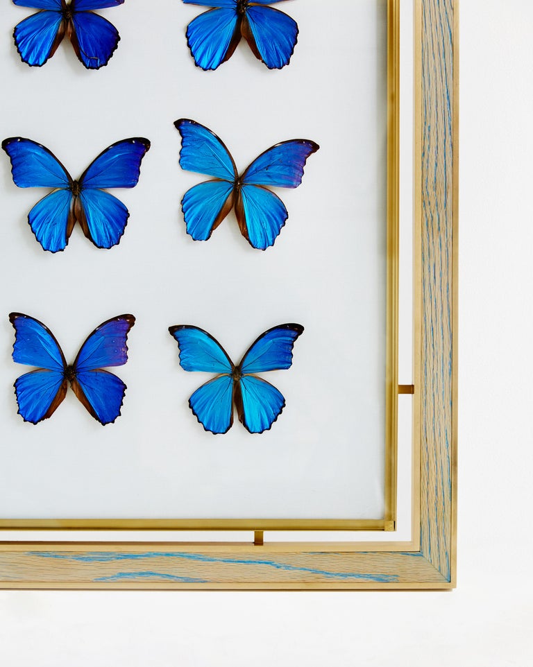 Morpho Blue Butterfly Frame in White Oak and Brass by Cam Crockford For ...