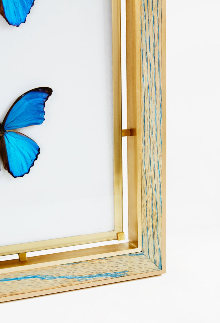 Morpho Blue Butterfly Frame in White Oak and Brass by Cam Crockford For ...