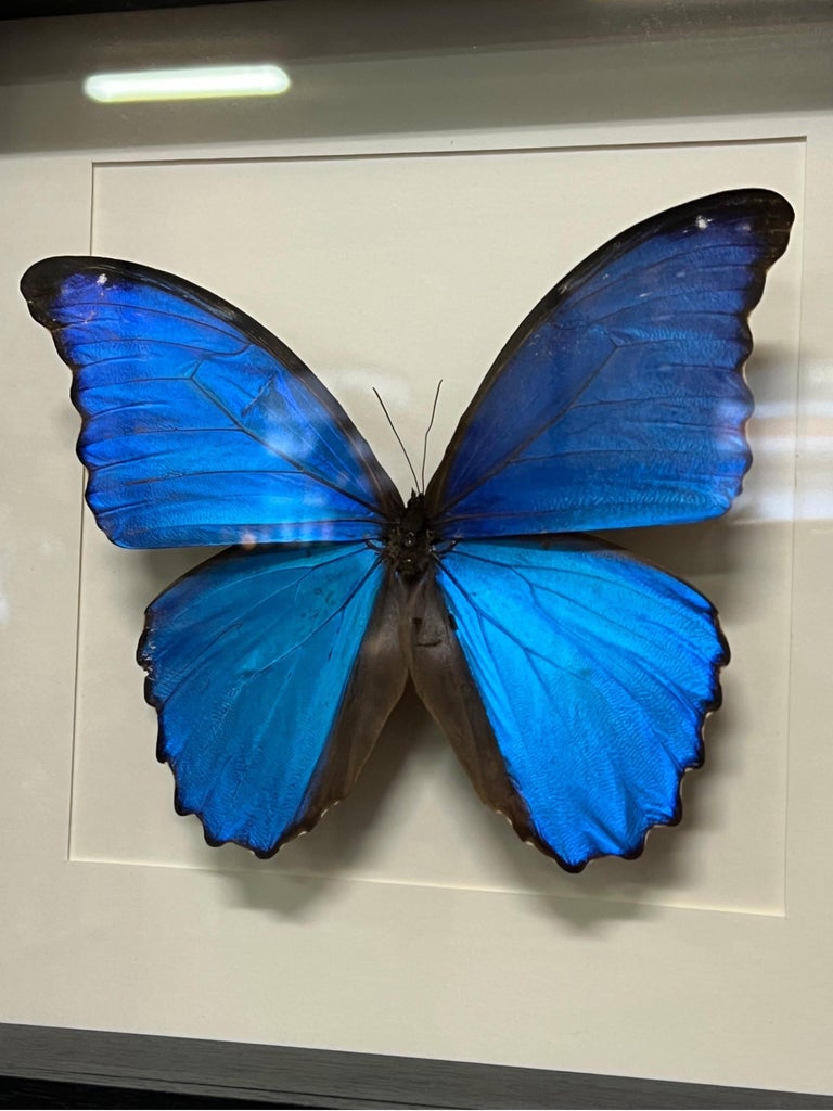 Morpho Butterfly in Frame For Sale at 1stDibs