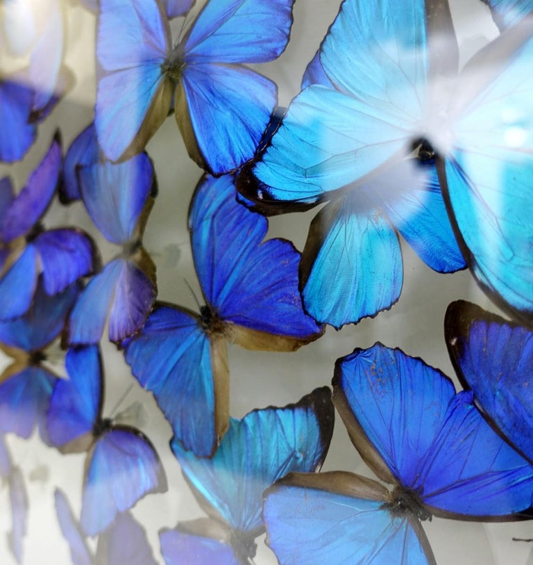 Morphos Butterflies under Square Glass Frame, Philippe E For Sale at ...