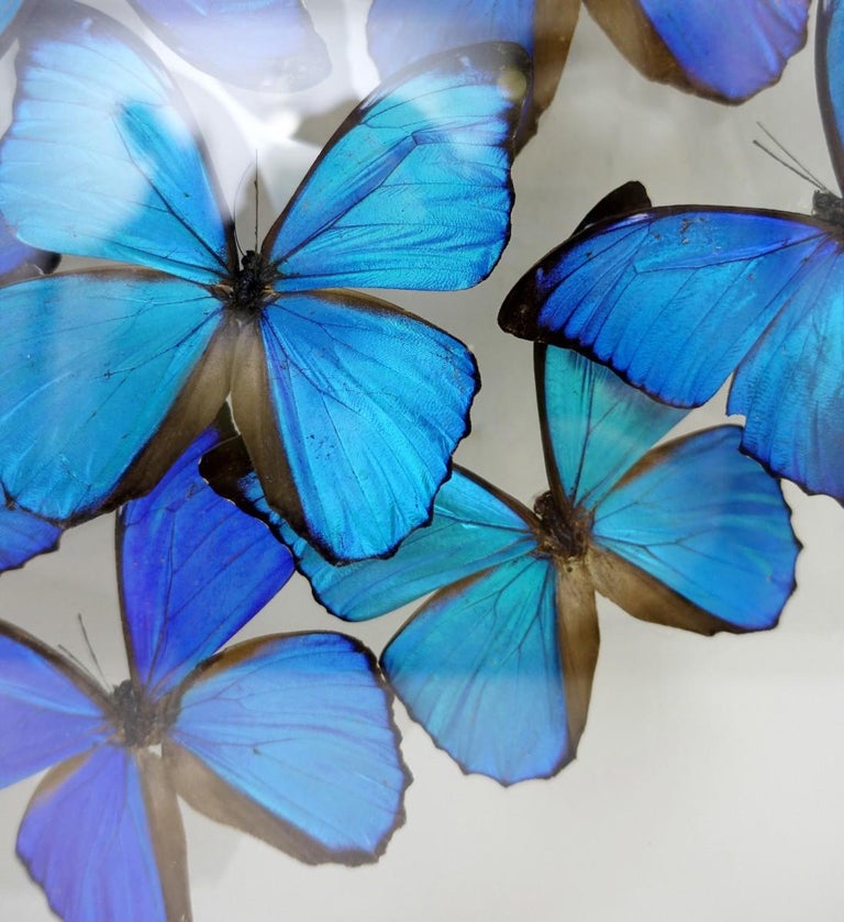 Morphos Butterflies under Square Glass Frame, Philippe E For Sale at ...