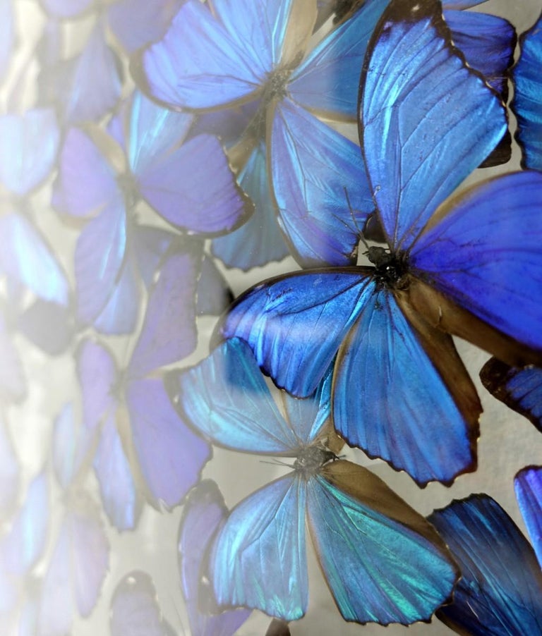 Morphos Butterflies under Square Glass Frame, Philippe E For Sale at ...