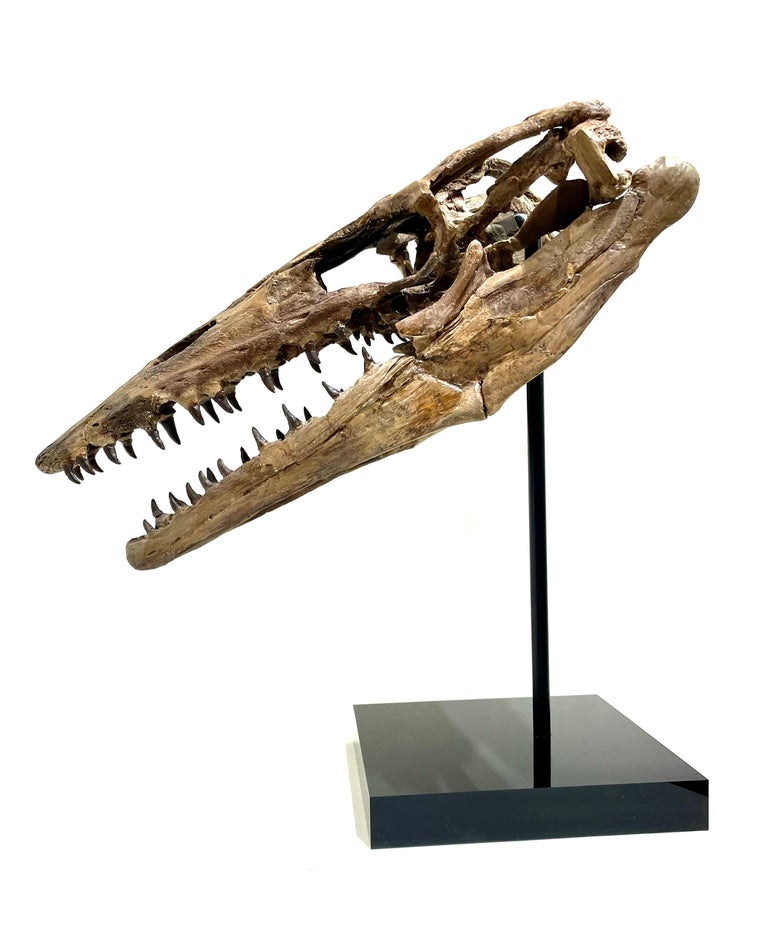 crâne fossilisé d'un reptile de la marine préhistorique, le Mosasaur En ...