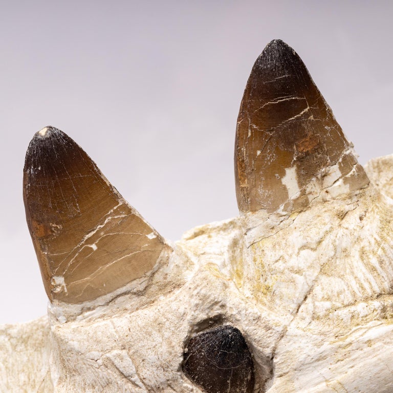 Mosasaurus Jaw Section from Morocco '90 Million Years Old' in Custom ...