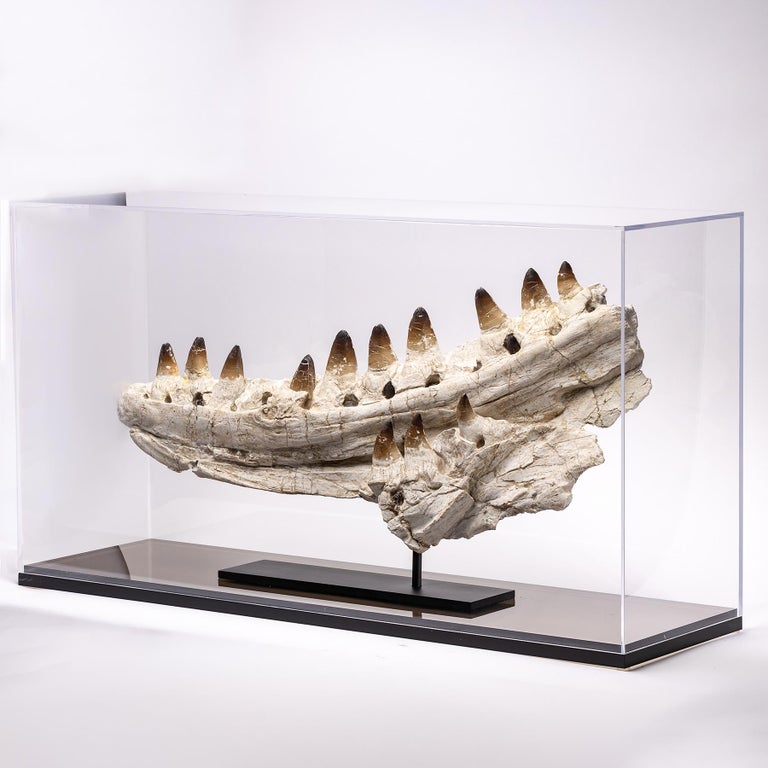 Mosasaurus Jaw Section from Morocco '90 Million Years Old' in Custom ...