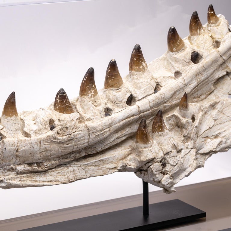 Mosasaurus Jaw Section from Morocco '90 Million Years Old' in Custom ...