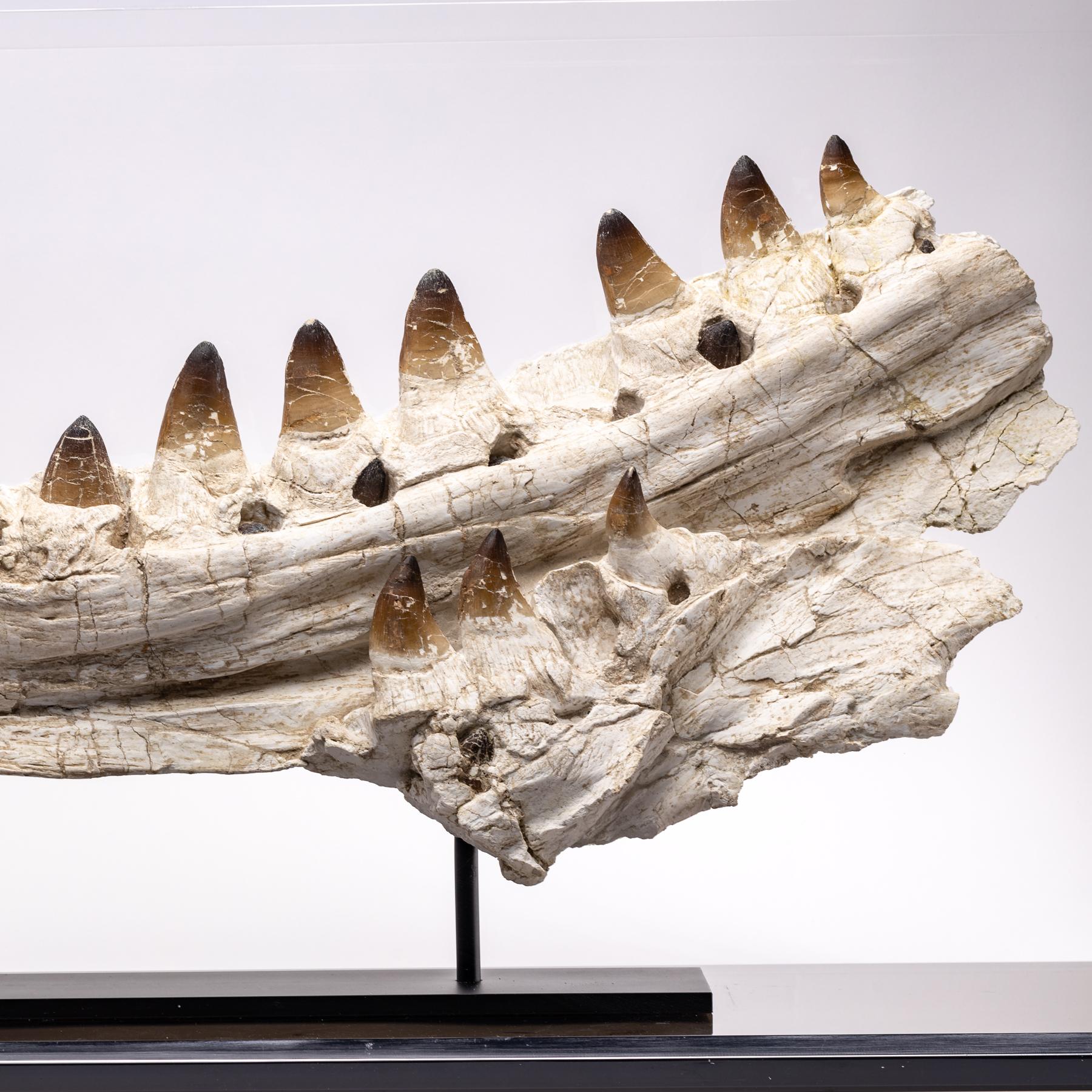 Mosasaurus Jaw Section from Morocco '90 Million Years Old' in Custom ...