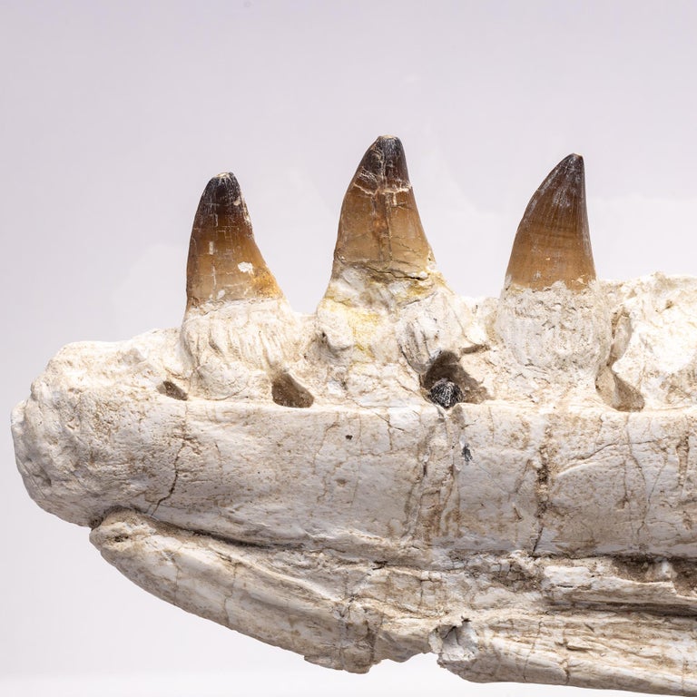Mosasaurus Jaw Section from Morocco '90 Million Years Old' in Custom ...