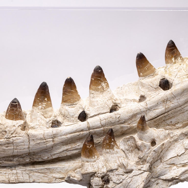 Mosasaurus Jaw Section from Morocco '90 Million Years Old' in Custom ...