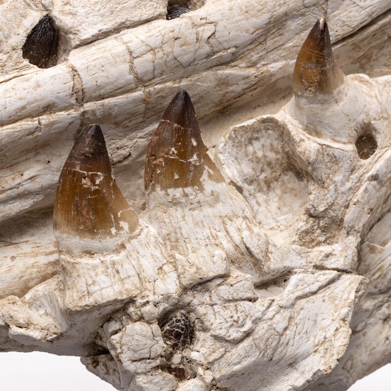 Mosasaurus Jaw Section from Morocco '90 Million Years Old' in Custom ...