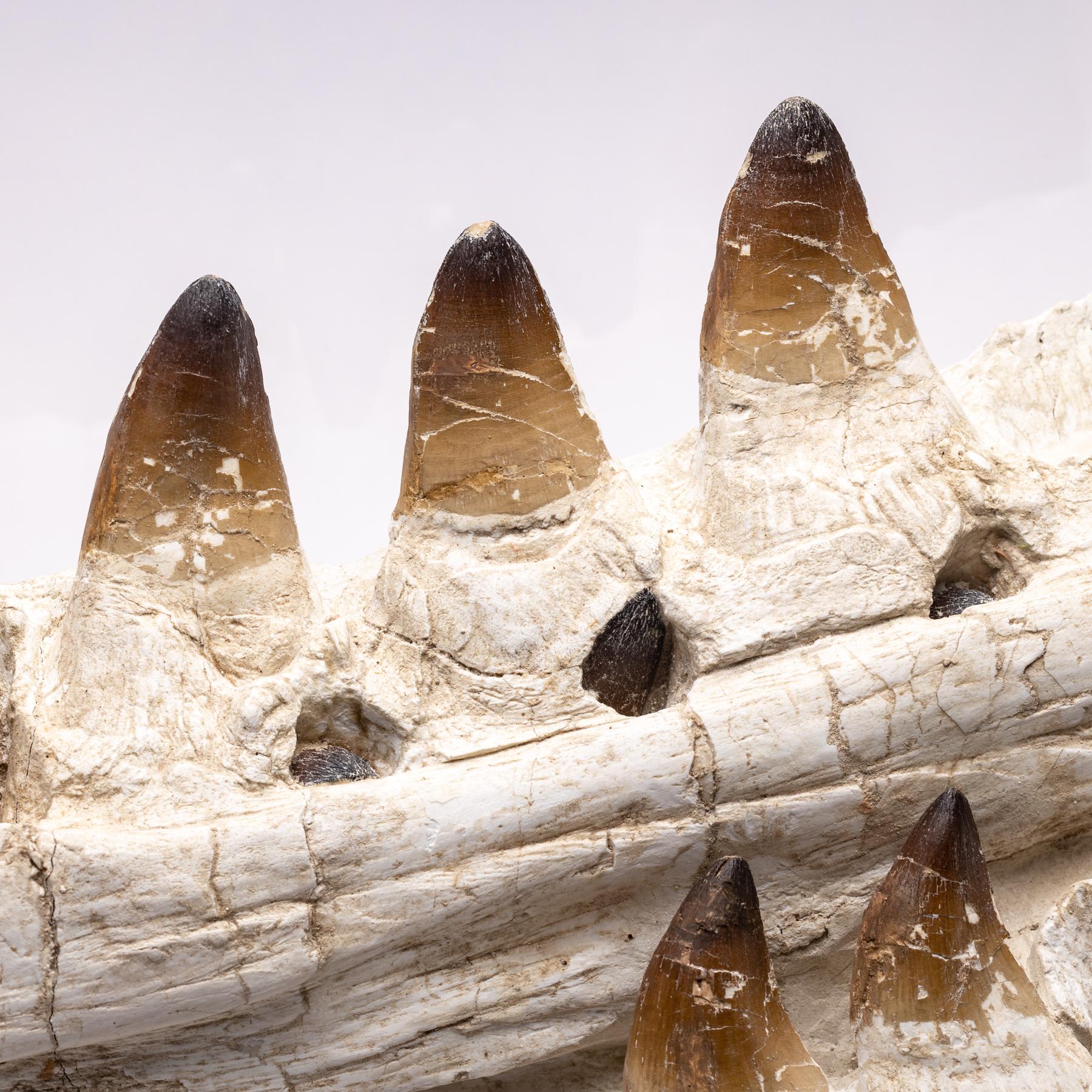 Mosasaurus Jaw Section from Morocco '90 Million Years Old' in Custom ...
