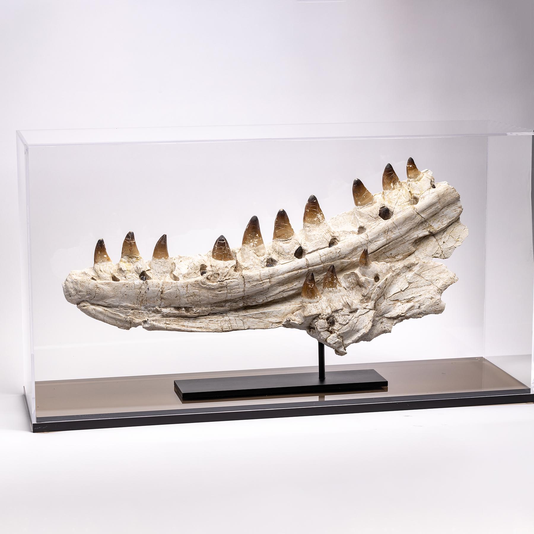 Mosasaurus Jaw Section from Morocco '90 Million Years Old' in Custom ...