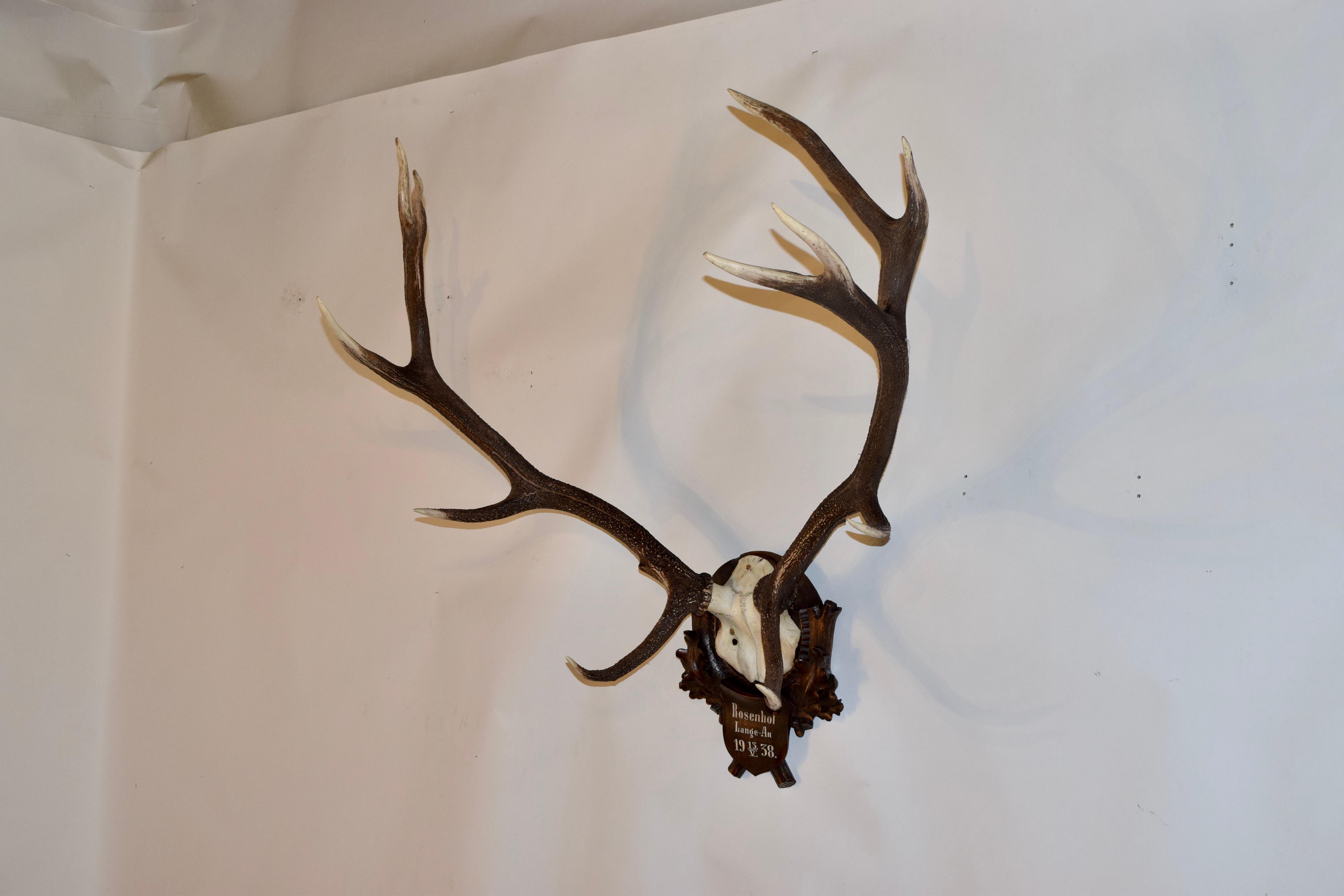 Mounted 11 Point Red Stag Trophy at 1stDibs