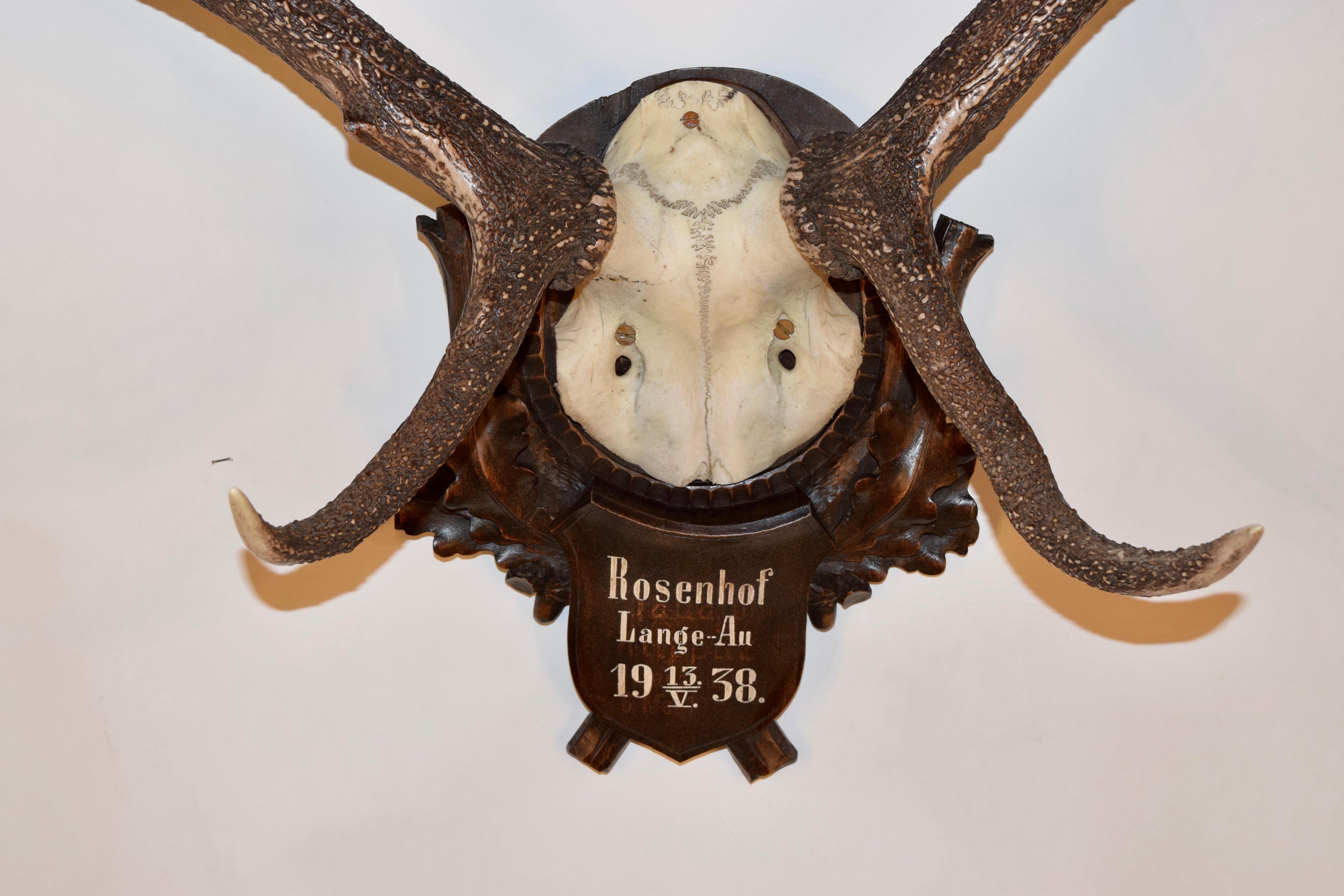 Mounted 11 Point Red Stag Trophy at 1stDibs