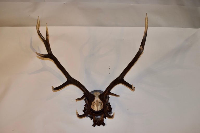Mounted 11 Point Red Stag Trophy at 1stDibs