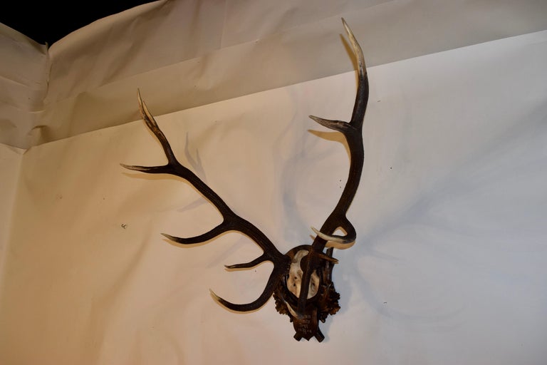 Mounted 11 Point Red Stag Trophy at 1stDibs