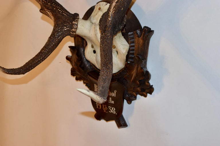 Mounted 11 Point Red Stag Trophy at 1stDibs