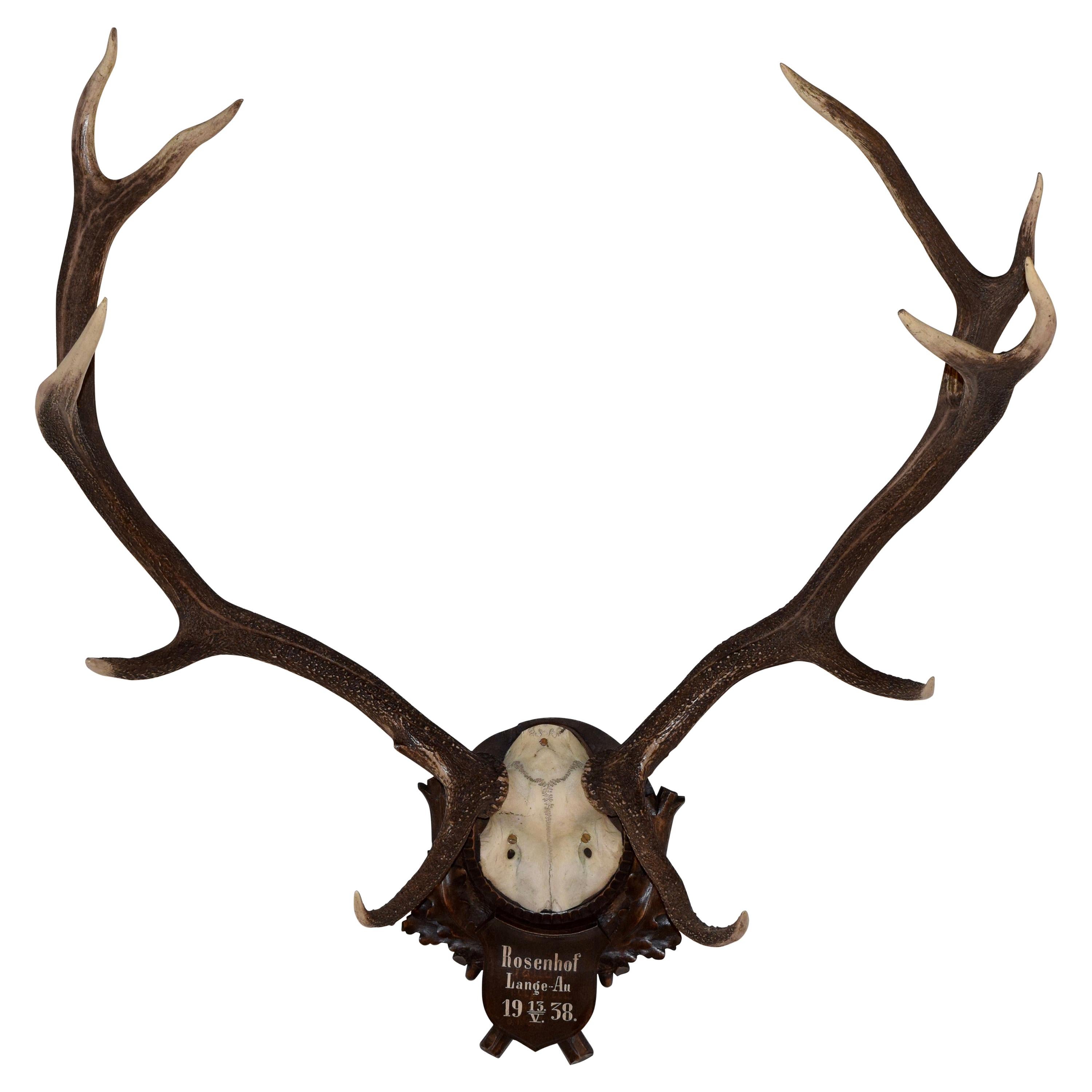 Mounted 11 Point Red Stag Trophy at 1stDibs